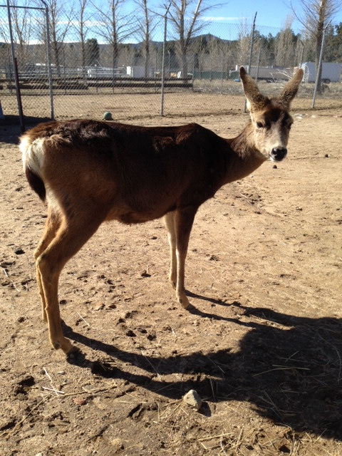Exotic Hoofstock – Working Wildlife